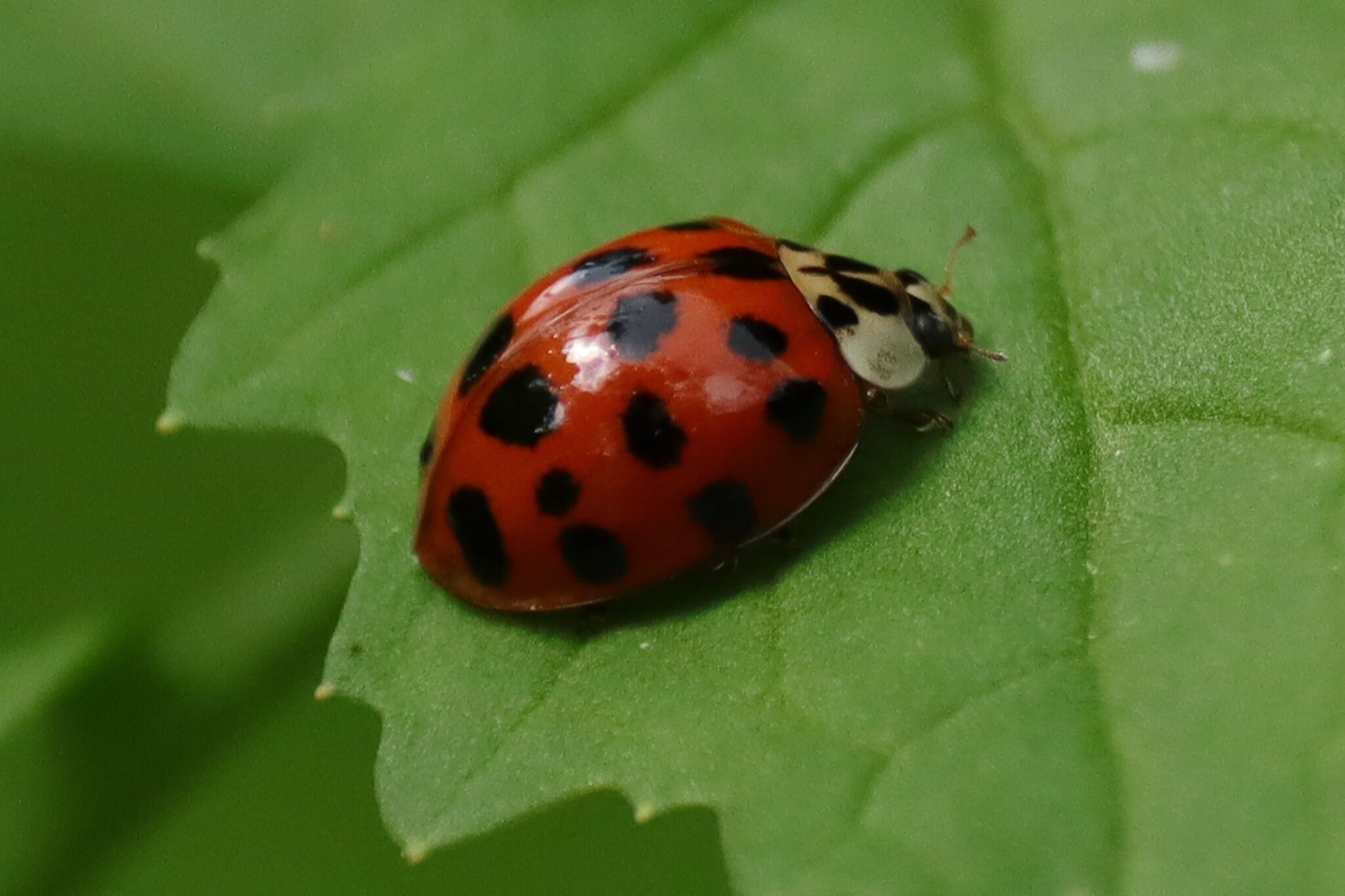 Asian Lady Beetles - Pete's Pest Control