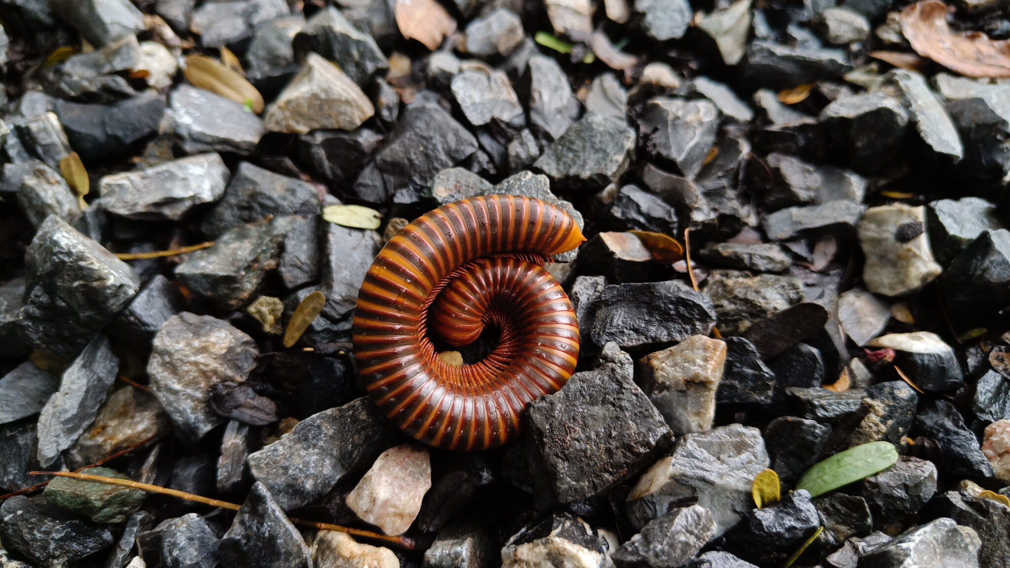 Centipedes and Millipedes | Pete's Pest Control
