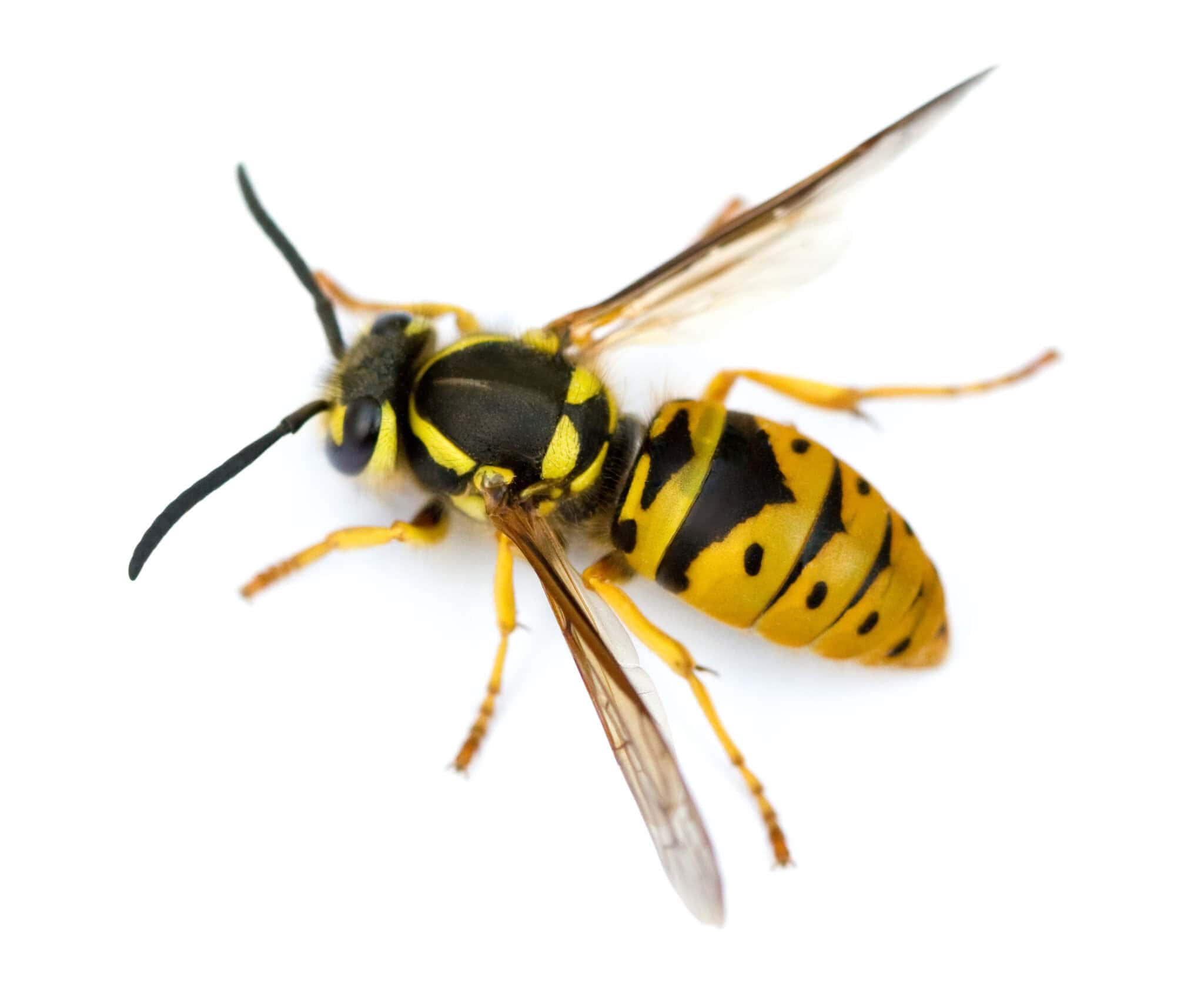 Stinging Insects - Pete's Pest Control
