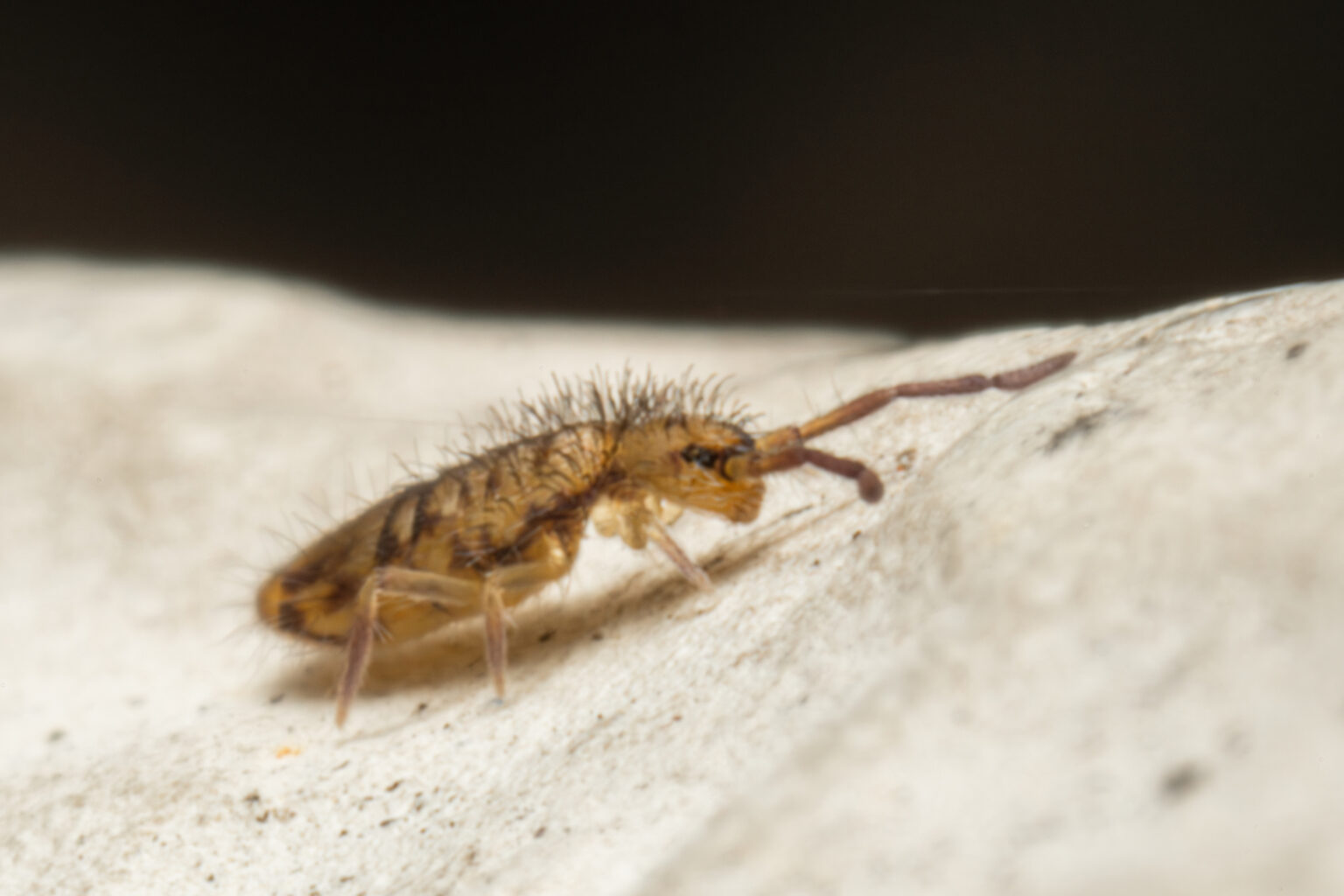 Springtails - Pete's Pest Control