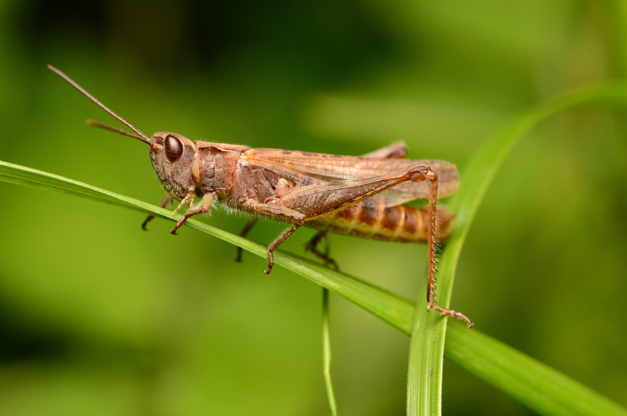 Crickets - Pete's Pest Control