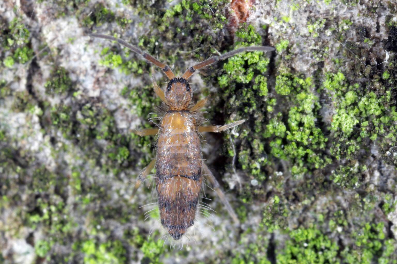 Springtails | Pete's Pest Control