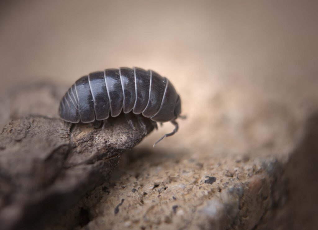 Pill Bugs - Pete's Pest Control